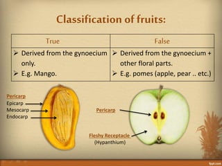 Fruits (Introduction+Fennel) | PPTX