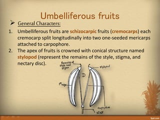 Fruits (Introduction+Fennel) | PPT