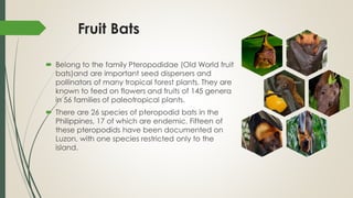 FRUIT BATS.pdf