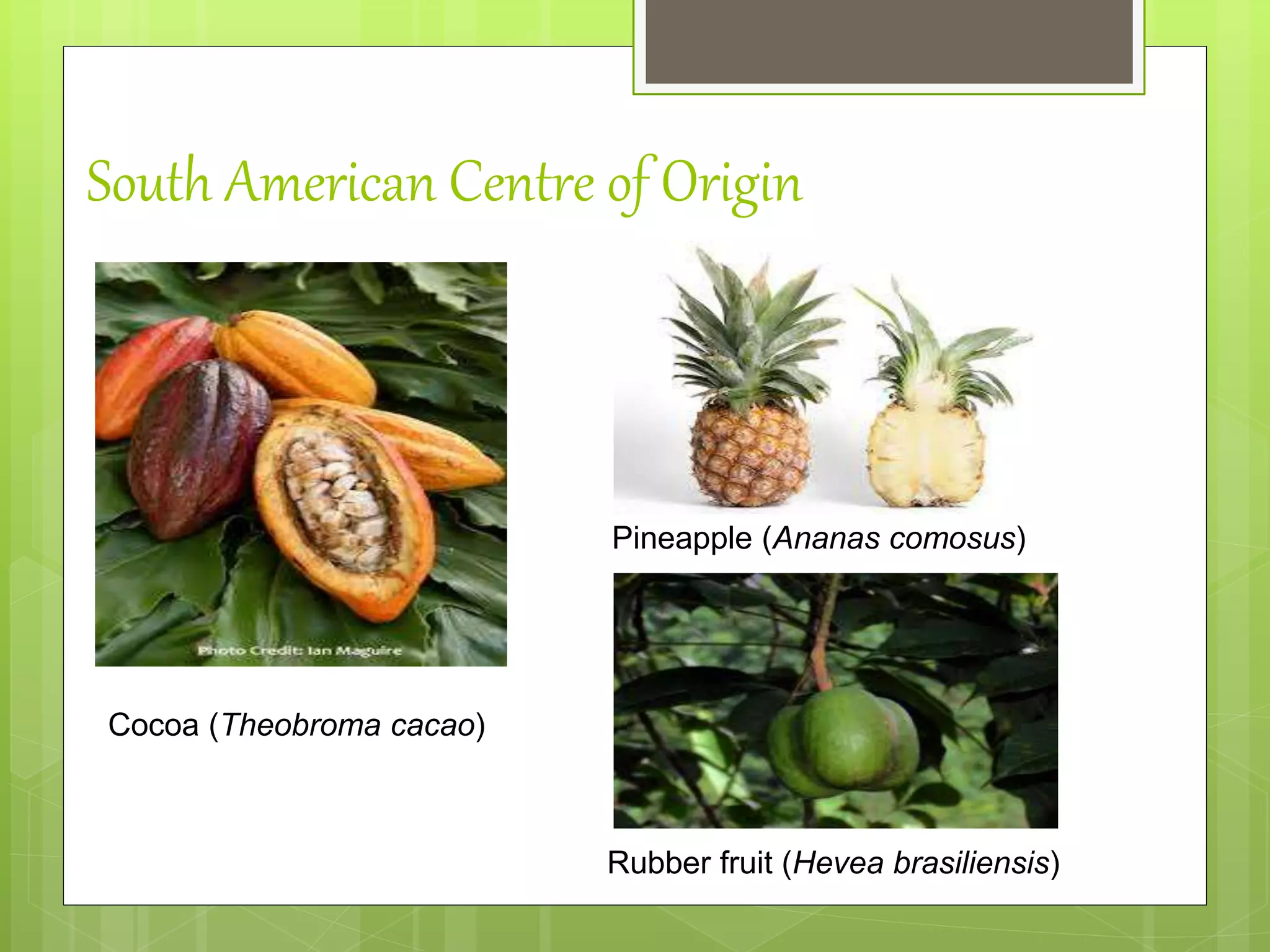 Center of Origin, Diversity in horticultural crops, | PPTX