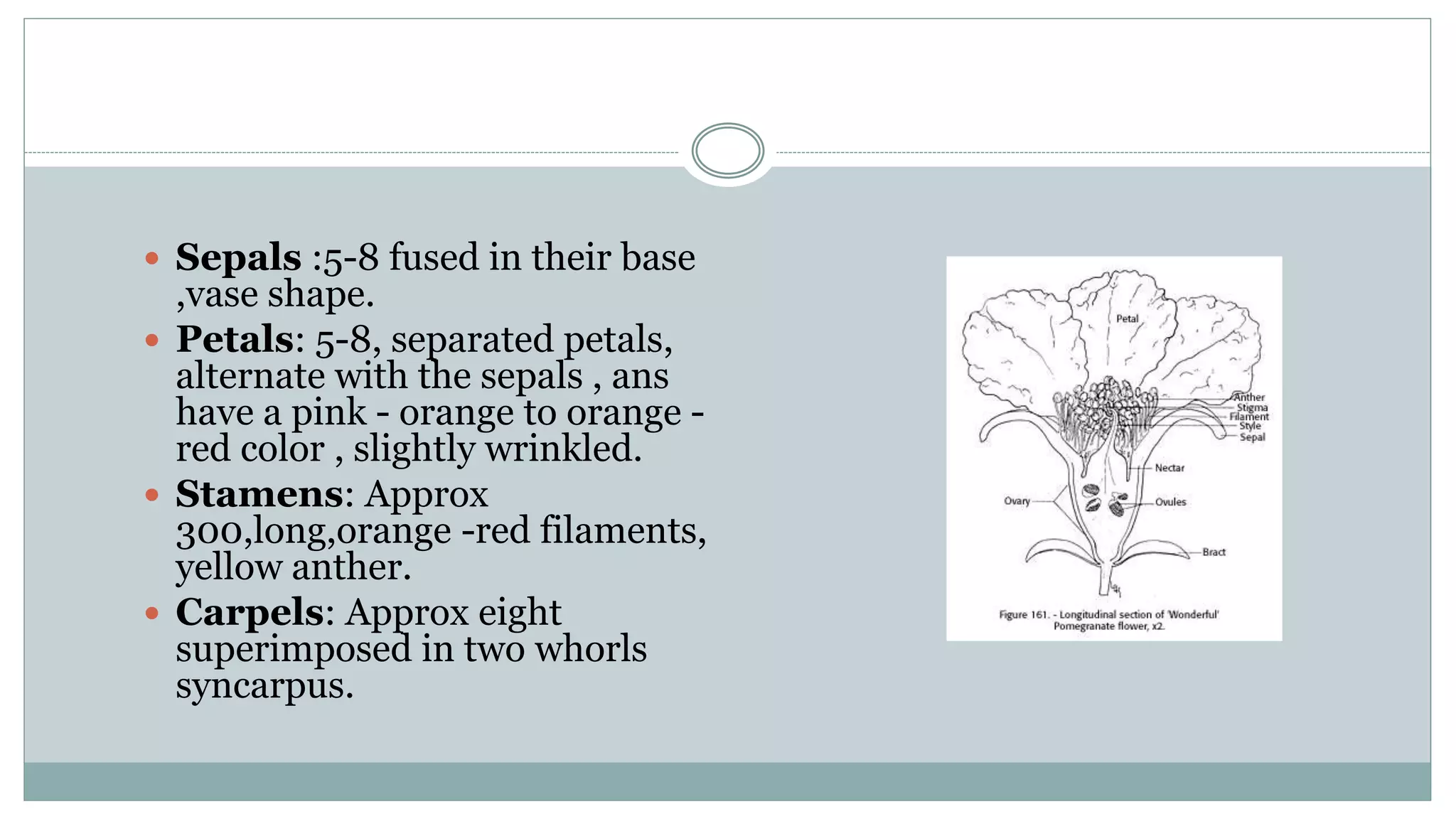 FRUIT BREEDING BY S SIMMY JAIN.pptx