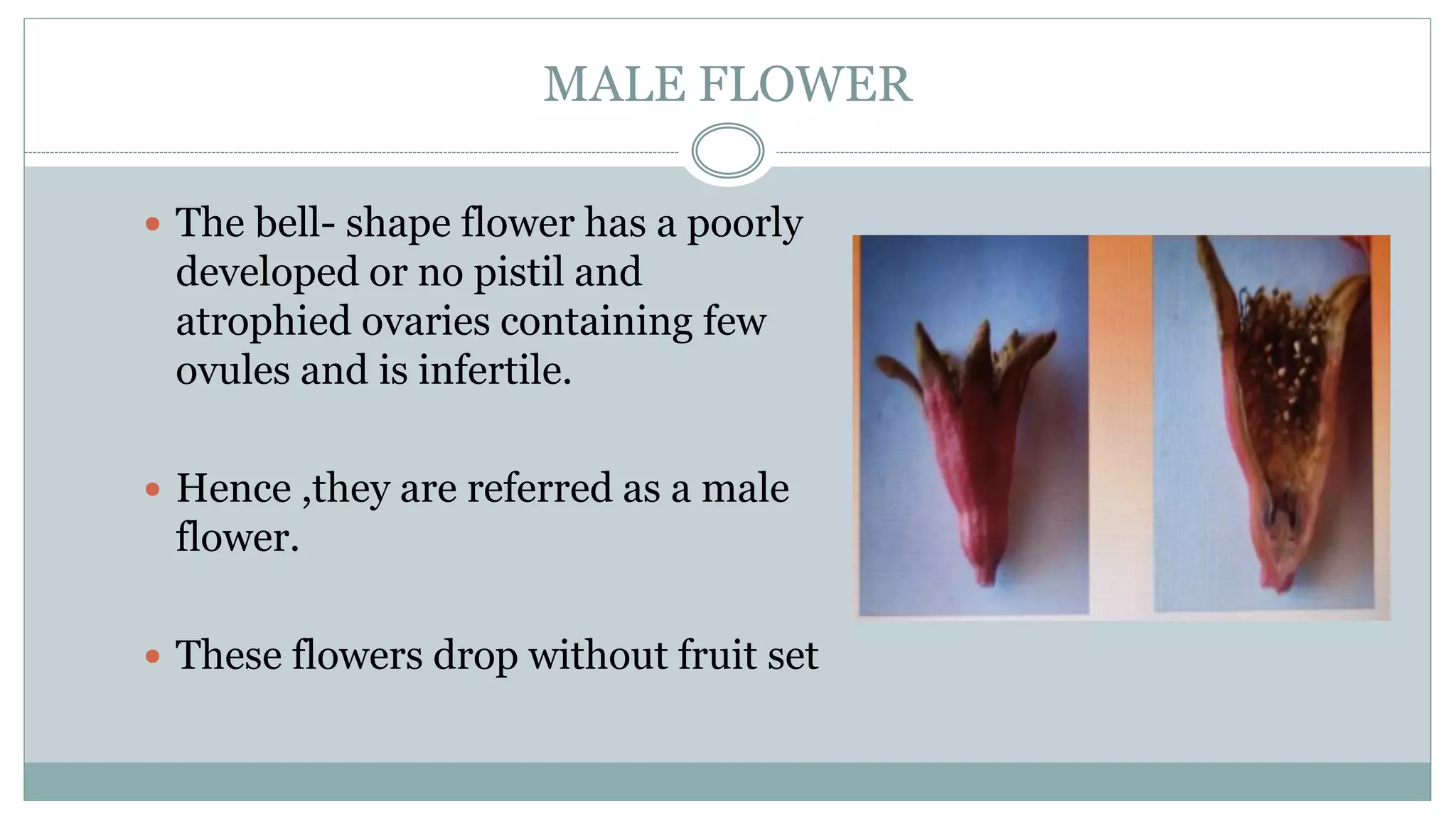 FRUIT BREEDING BY S SIMMY JAIN.pptx