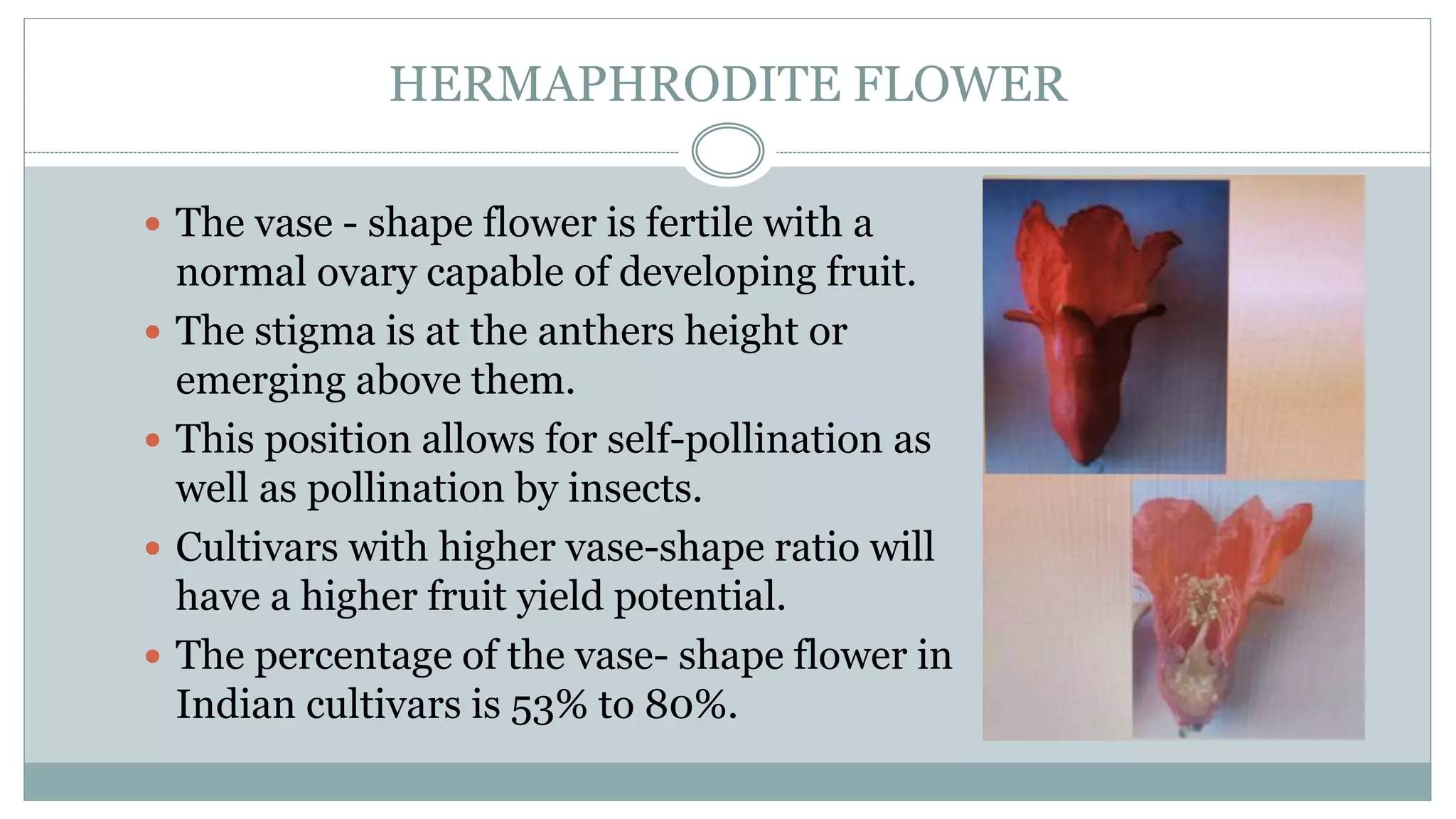 FRUIT BREEDING BY S SIMMY JAIN.pptx