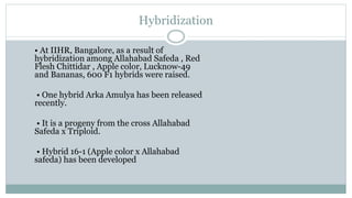 FRUIT BREEDING BY S SIMMY JAIN.pptx