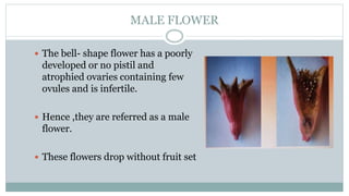 FRUIT BREEDING BY S SIMMY JAIN.pptx