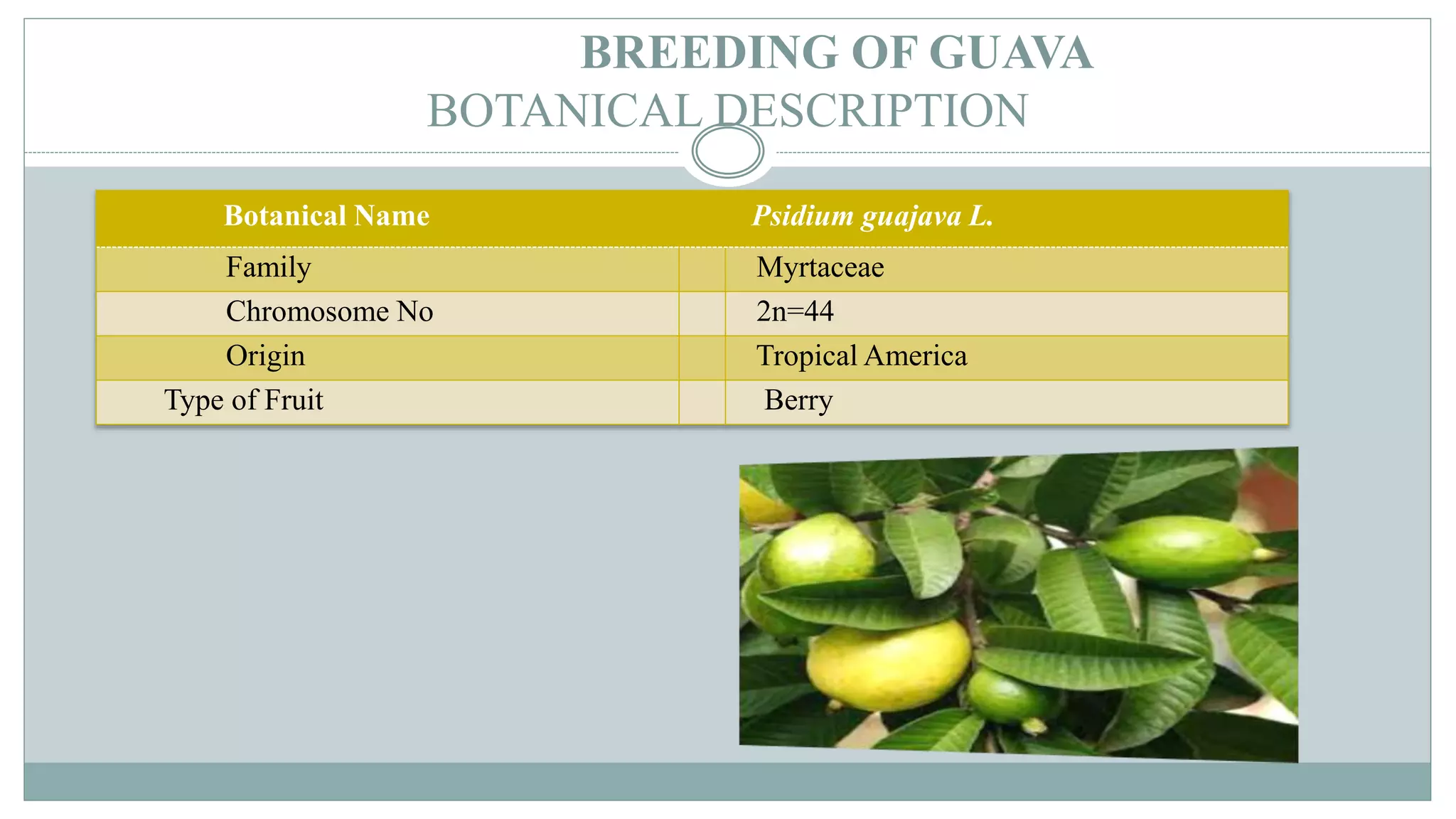 FRUIT BREEDING BY S SIMMY JAIN.pptx