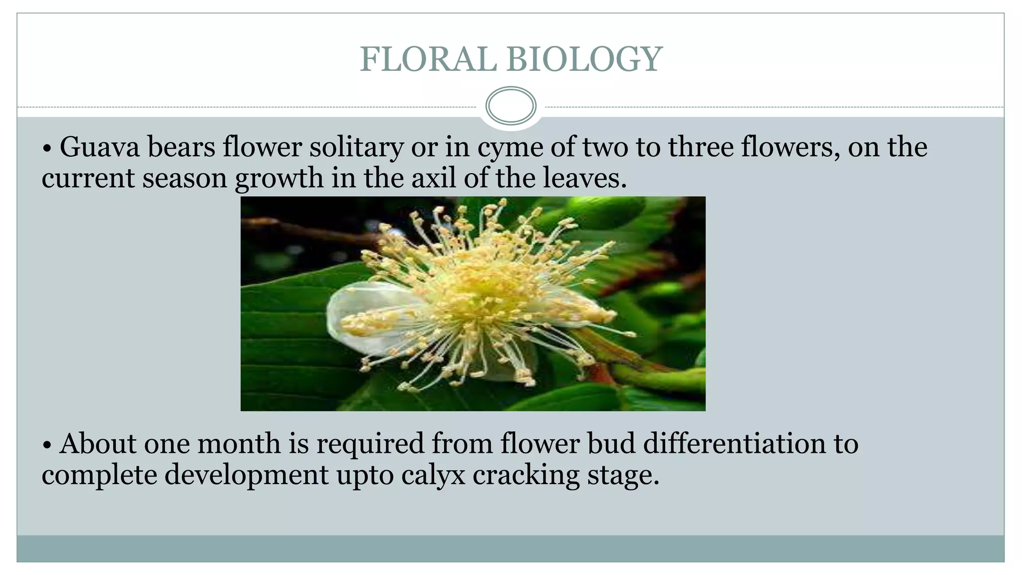 FRUIT BREEDING BY S SIMMY JAIN.pptx