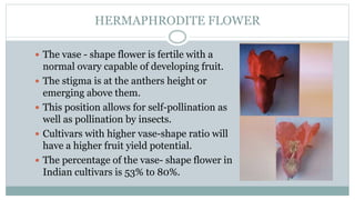 FRUIT BREEDING BY S SIMMY JAIN.pptx