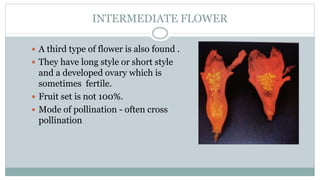 FRUIT BREEDING BY S SIMMY JAIN.pptx