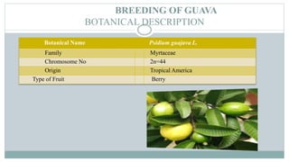 FRUIT BREEDING BY S SIMMY JAIN.pptx