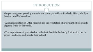 FRUIT BREEDING BY S SIMMY JAIN.pptx