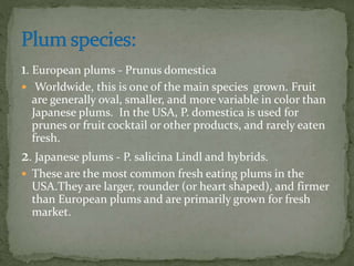 plum breeding techniques kiran | PPTX