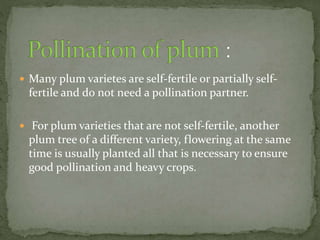 plum breeding techniques kiran | PPTX