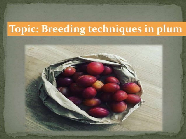 plum breeding techniques kiran | PPTX | Gardening | Home & Garden