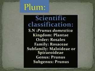 plum breeding techniques kiran | PPTX