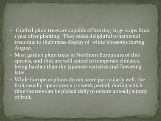 plum breeding techniques kiran | PPTX
