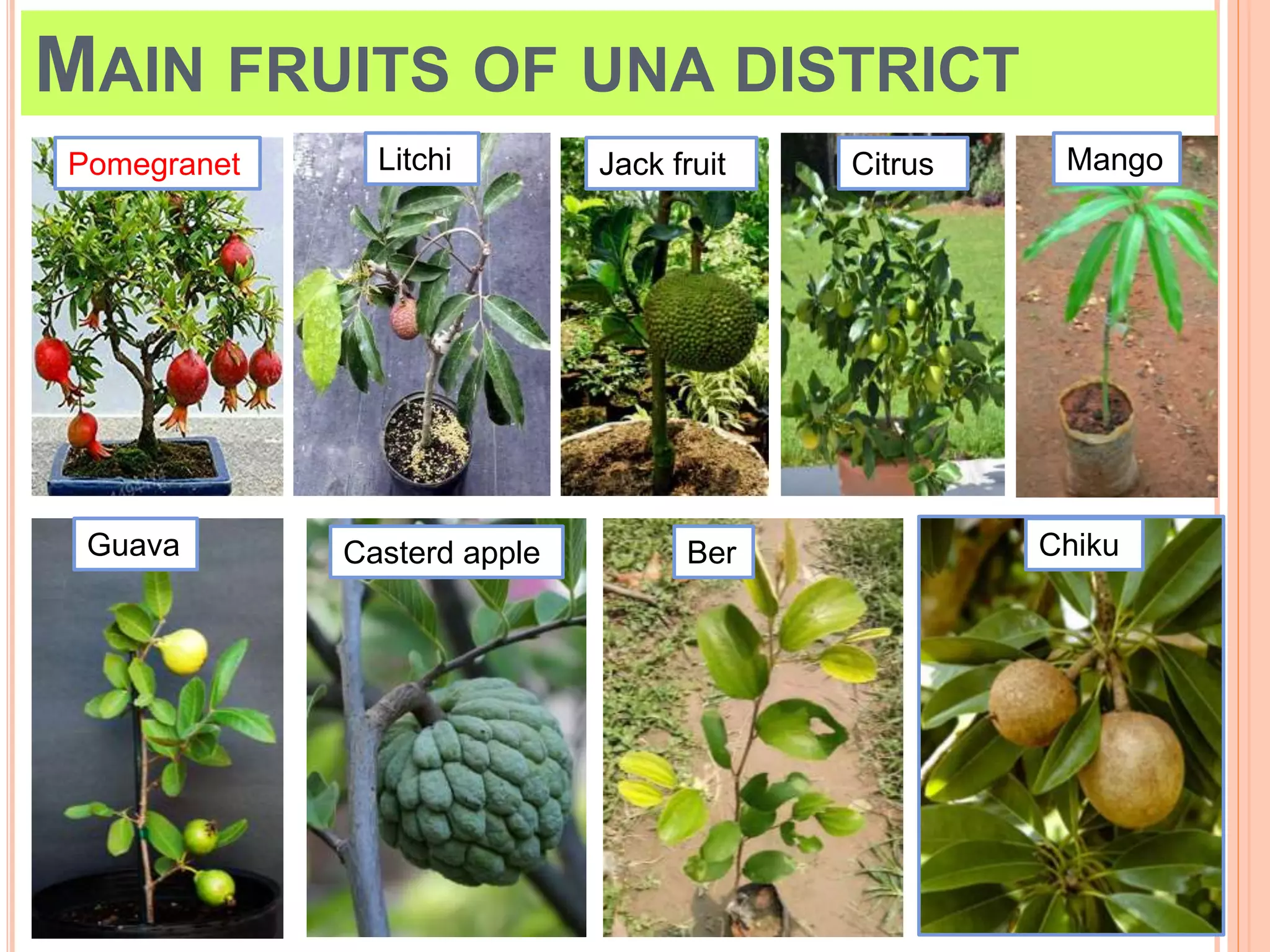 Fruit crops of Una (Himachal pradesh) Disease & their managment | PPTX