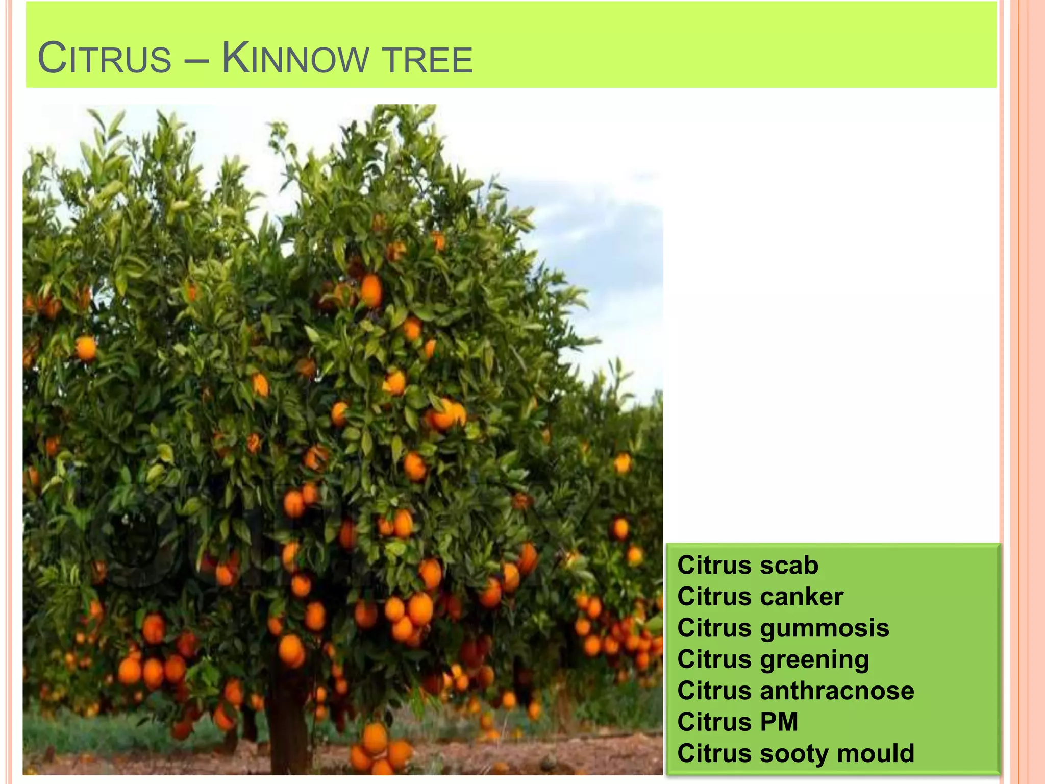 Fruit crops of Una (Himachal pradesh) Disease & their managment | PPTX