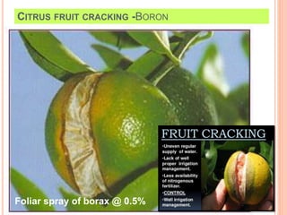 Fruit crops of Una (Himachal pradesh) Disease & their managment | PPTX