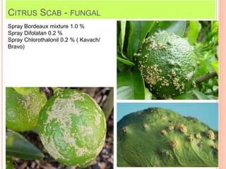 Fruit crops of Una (Himachal pradesh) Disease & their managment | PPTX