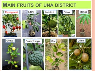 Fruit crops of Una (Himachal pradesh) Disease & their managment | PPT