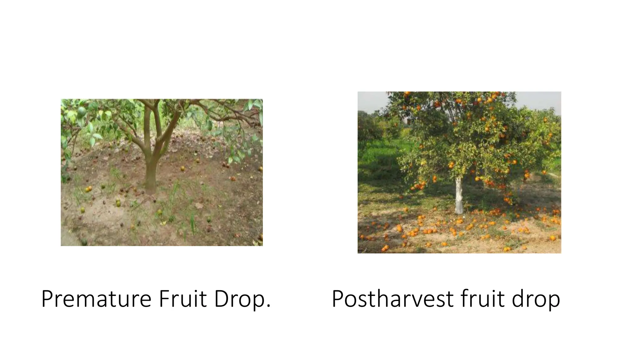 Fruit Drop in Citrus.pptx know more about fruit drop pptxxxxxxxxxxxxxx ...