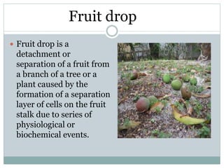 Fruit dropping | PPT