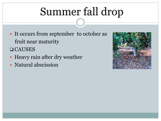 Fruit dropping | PPT