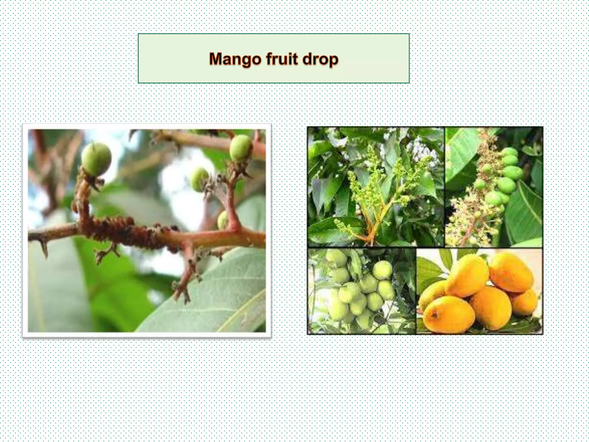 Fruit Drop in Horticulture Crops.pptx