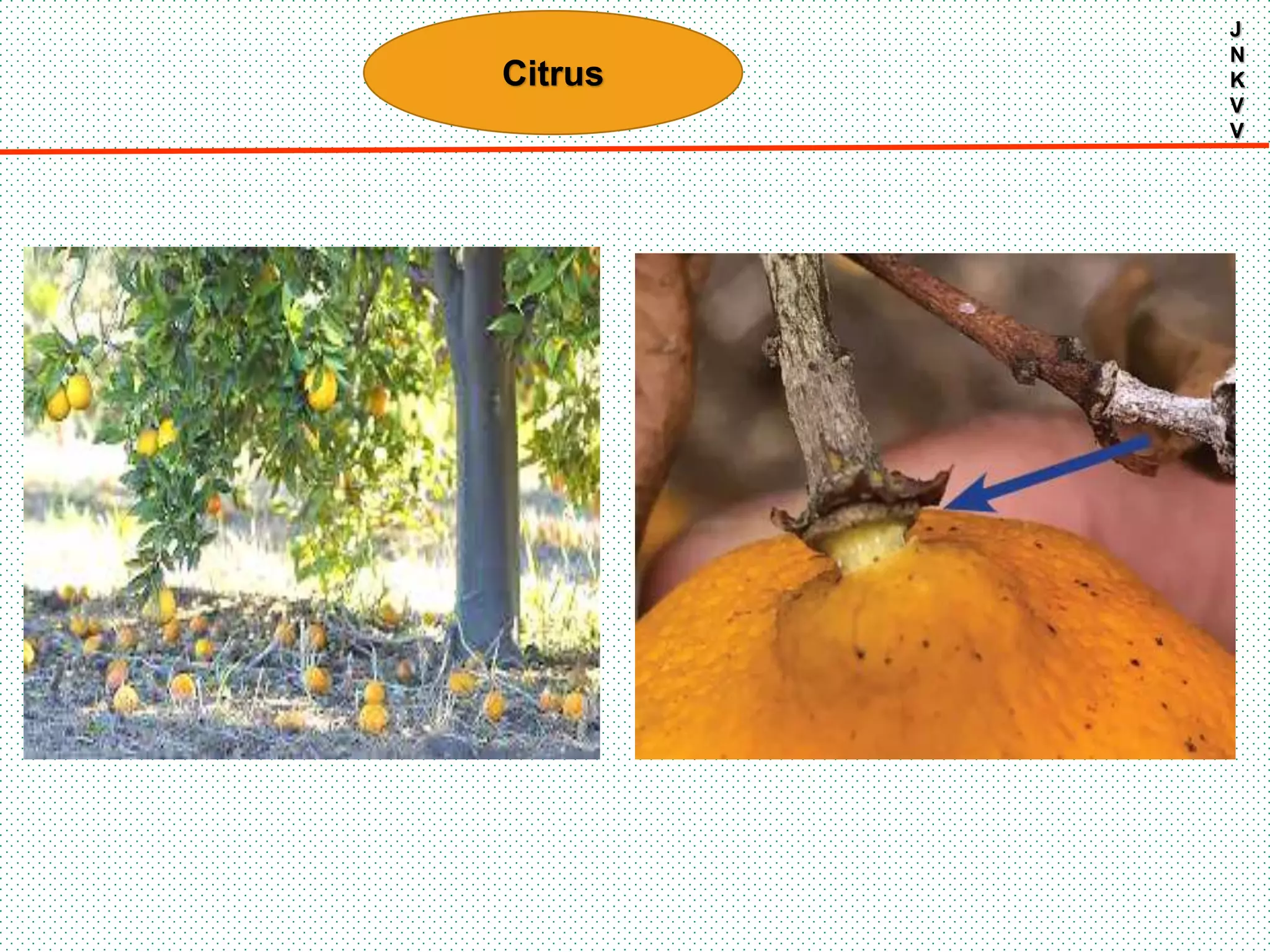 Fruit Drop in Horticulture Crops.pptx