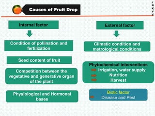 Fruit Drop in Horticulture Crops.pptx