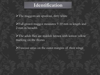 fruitfly presentation-240503110715-07fc2d2c.pptx