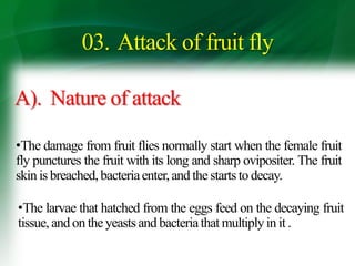 Fruit fyl attack and controlling | PPTX
