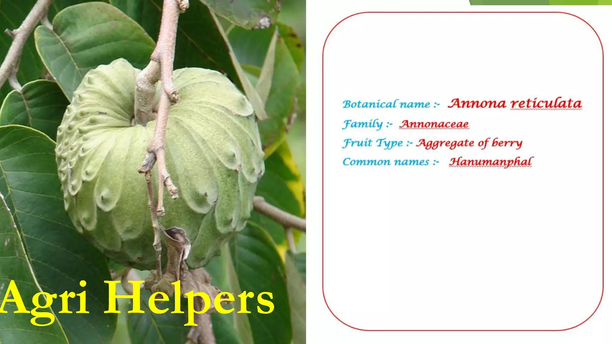 Fruit identification | PPT | Free Download