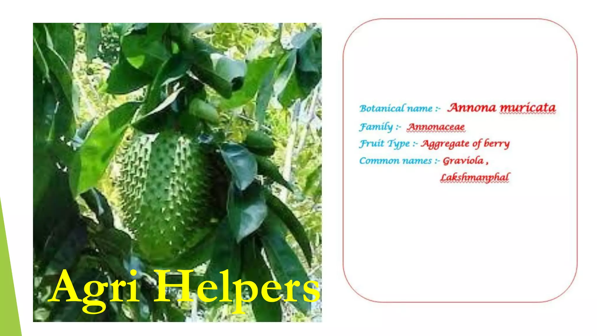 Fruit identification | PPT