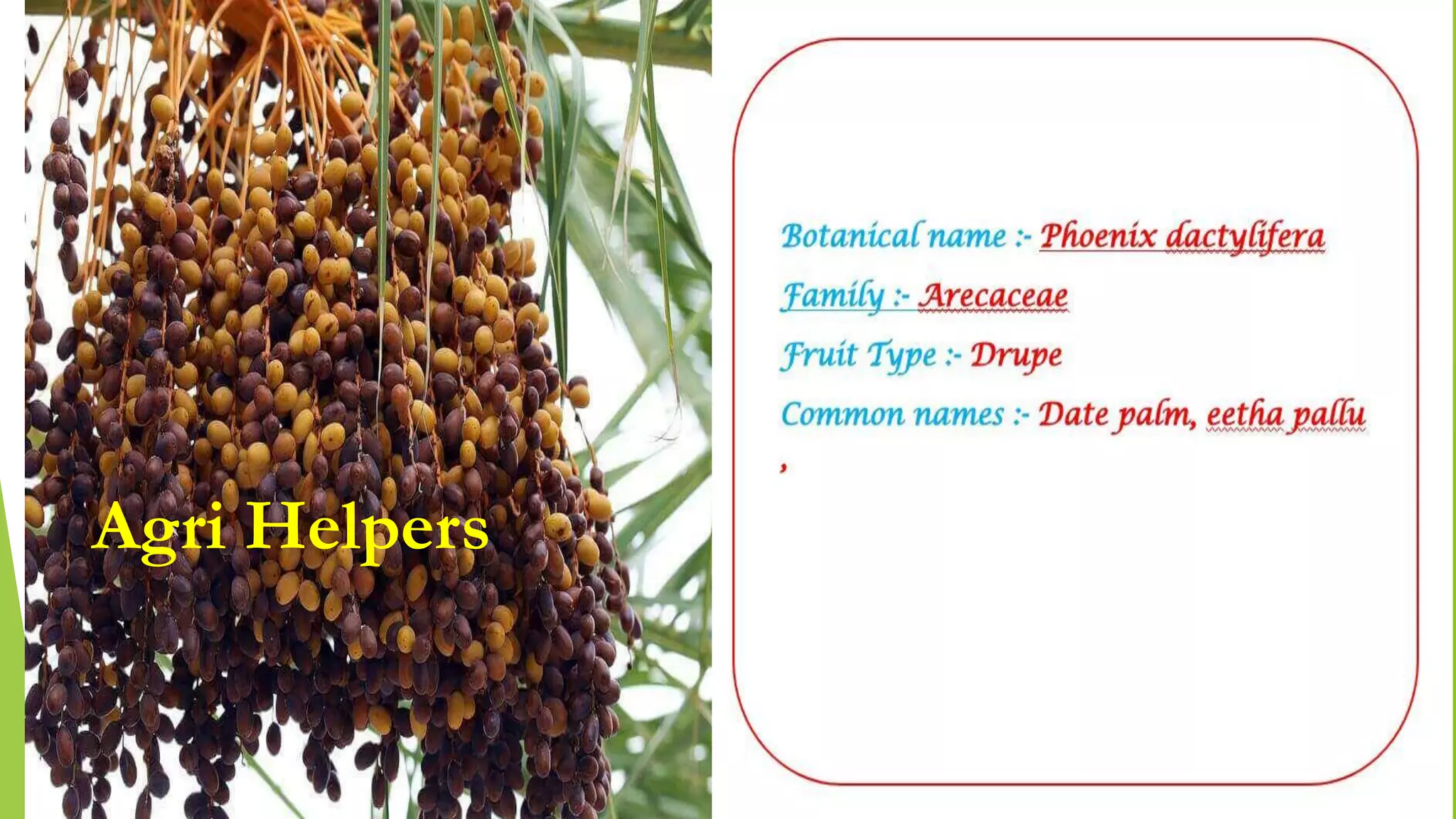 Fruit identification | PPT