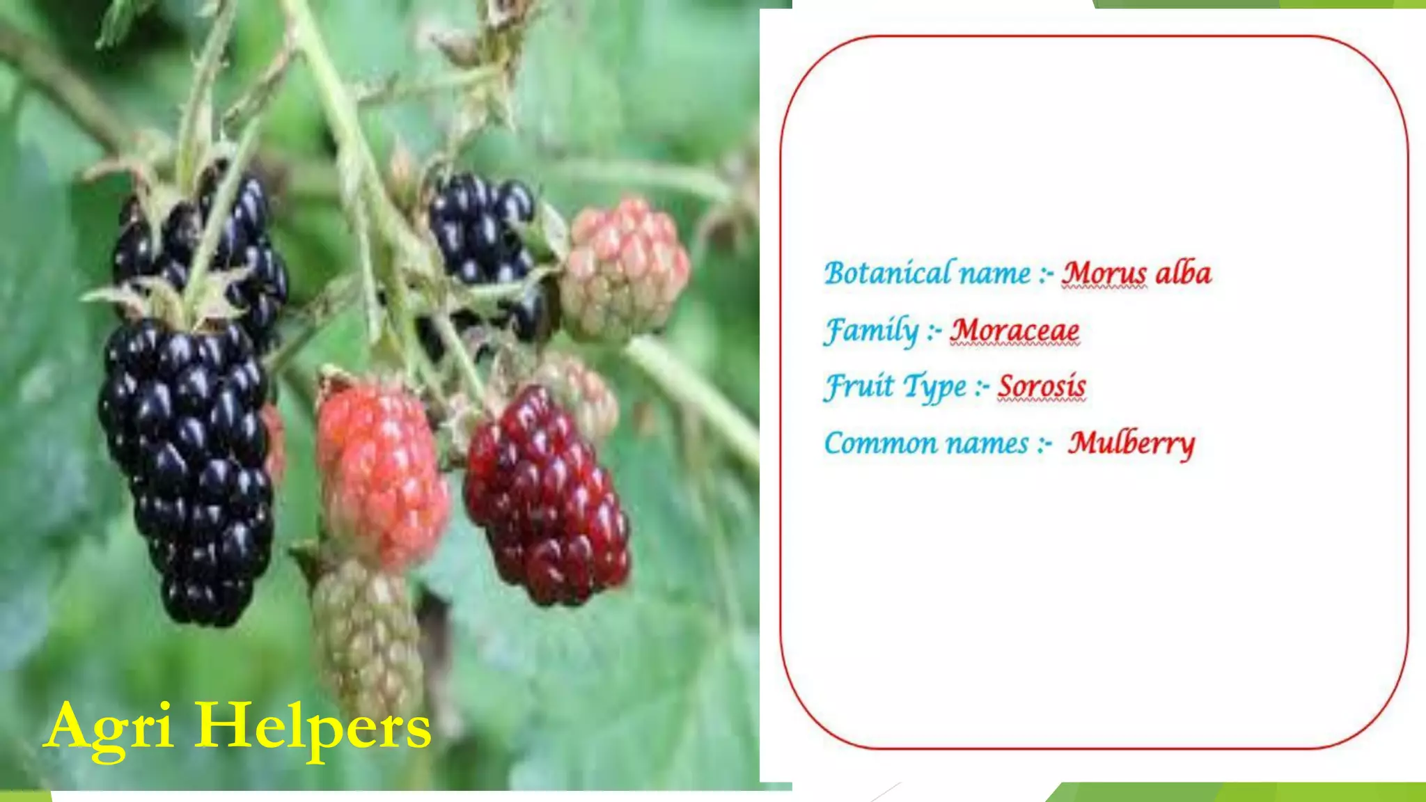 Fruit identification | PPT