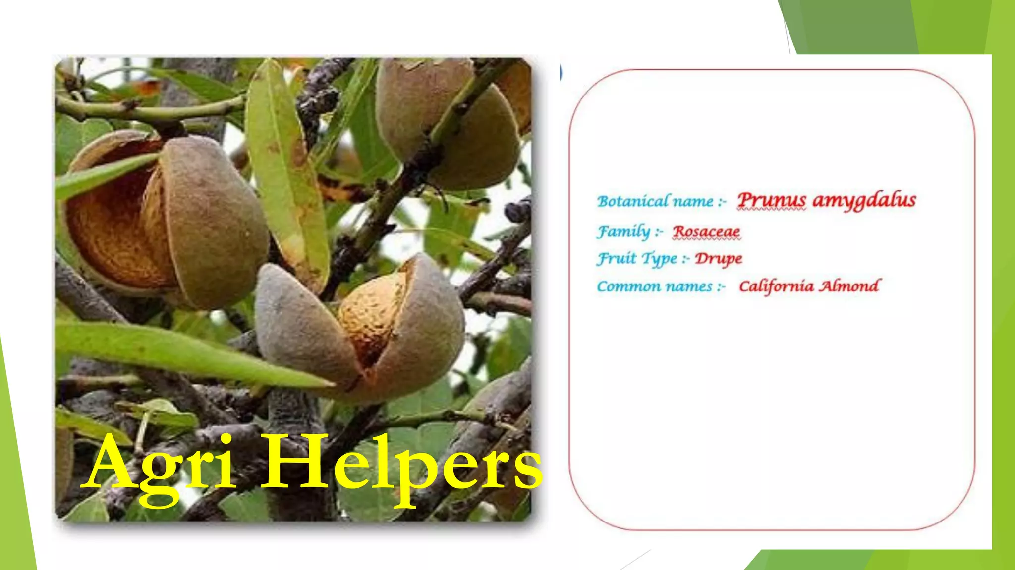 Fruit identification | PPT
