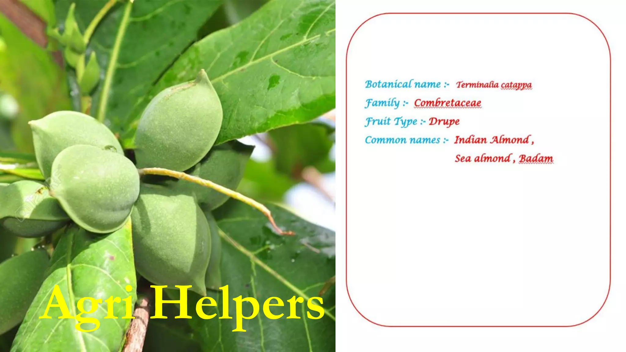 Fruit identification | PPT