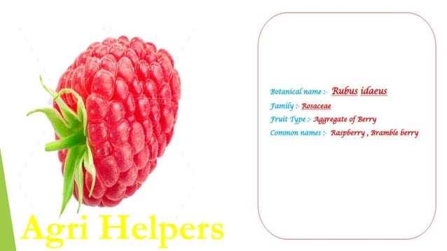 Fruit identification | PPT