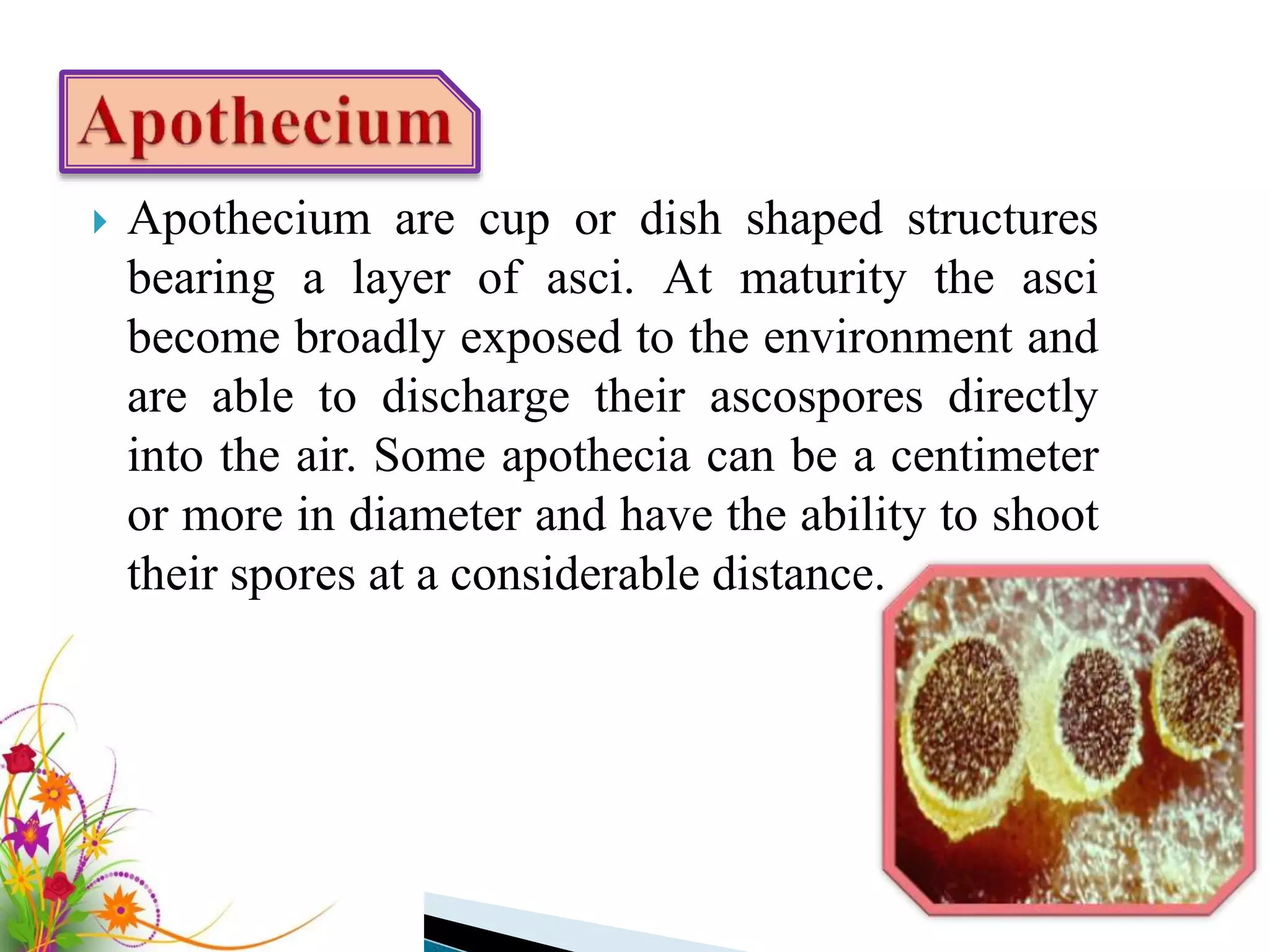 Fruiting bodies of Ascomycota | PPTX