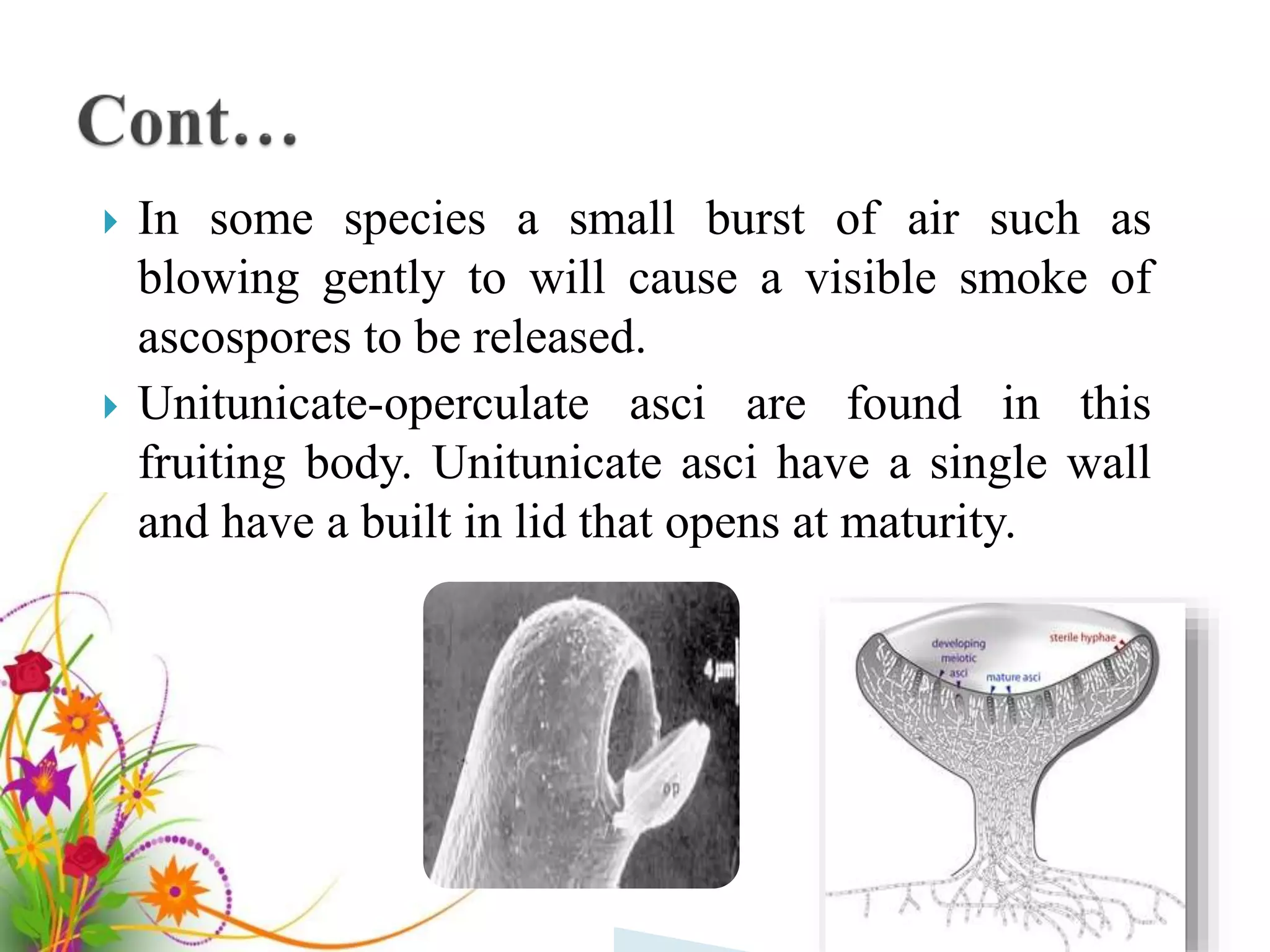 Fruiting bodies of Ascomycota | PPTX
