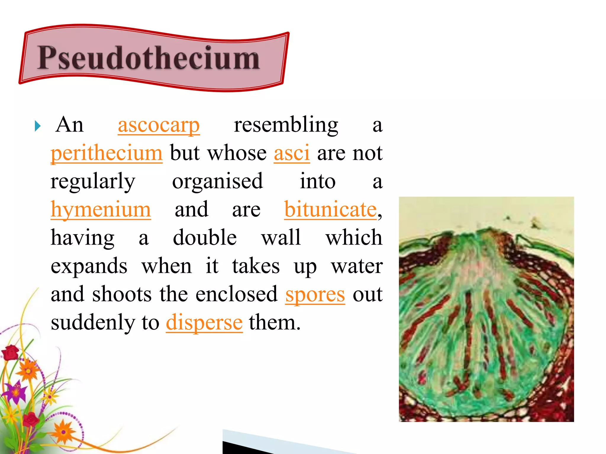 Fruiting bodies of Ascomycota | PPTX