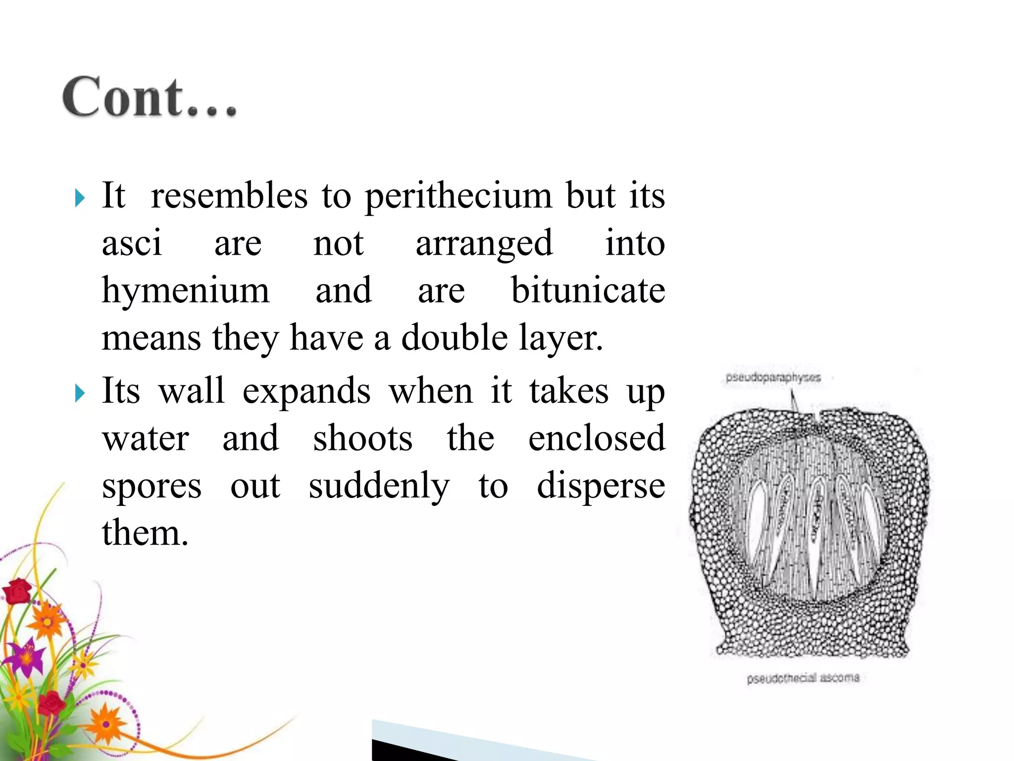 Fruiting bodies of Ascomycota | PPTX