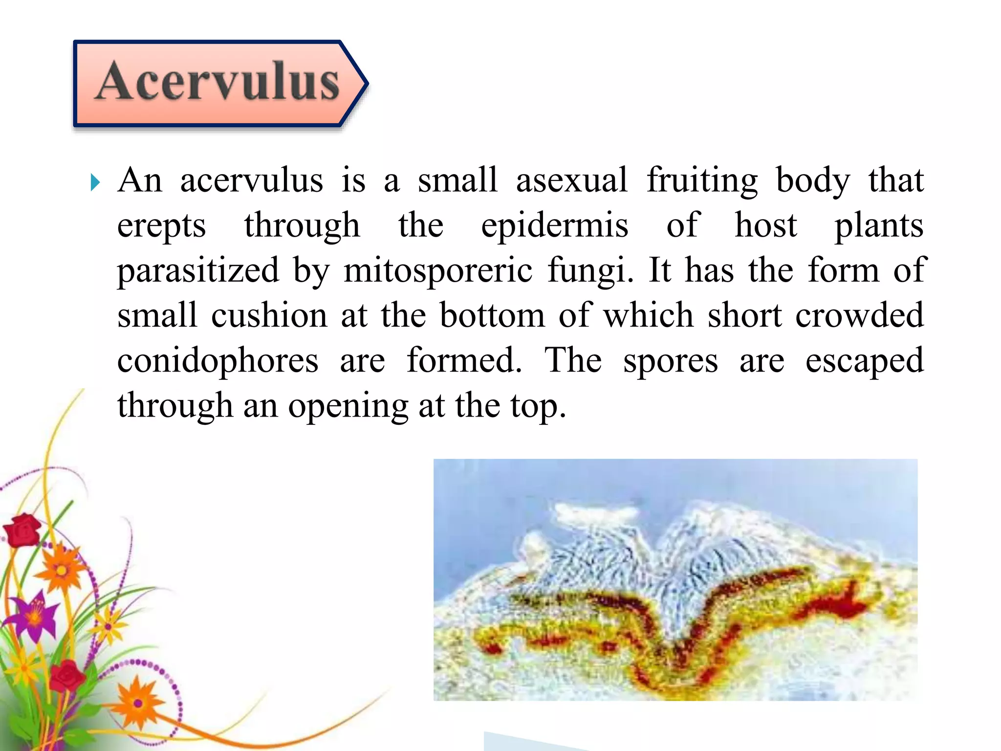 Fruiting bodies of Ascomycota | PPTX