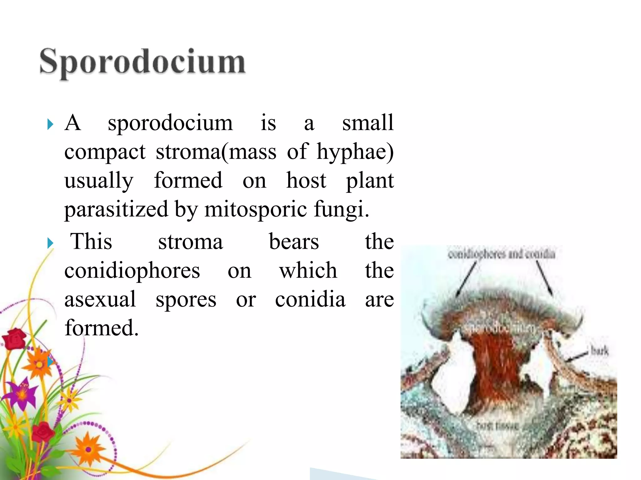 Fruiting bodies of Ascomycota | PPTX