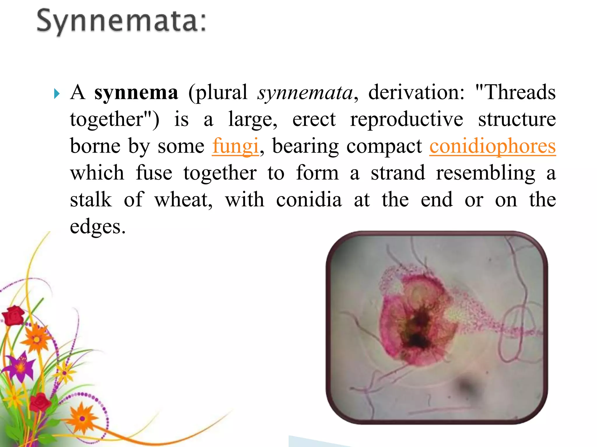 Fruiting bodies of Ascomycota | PPTX