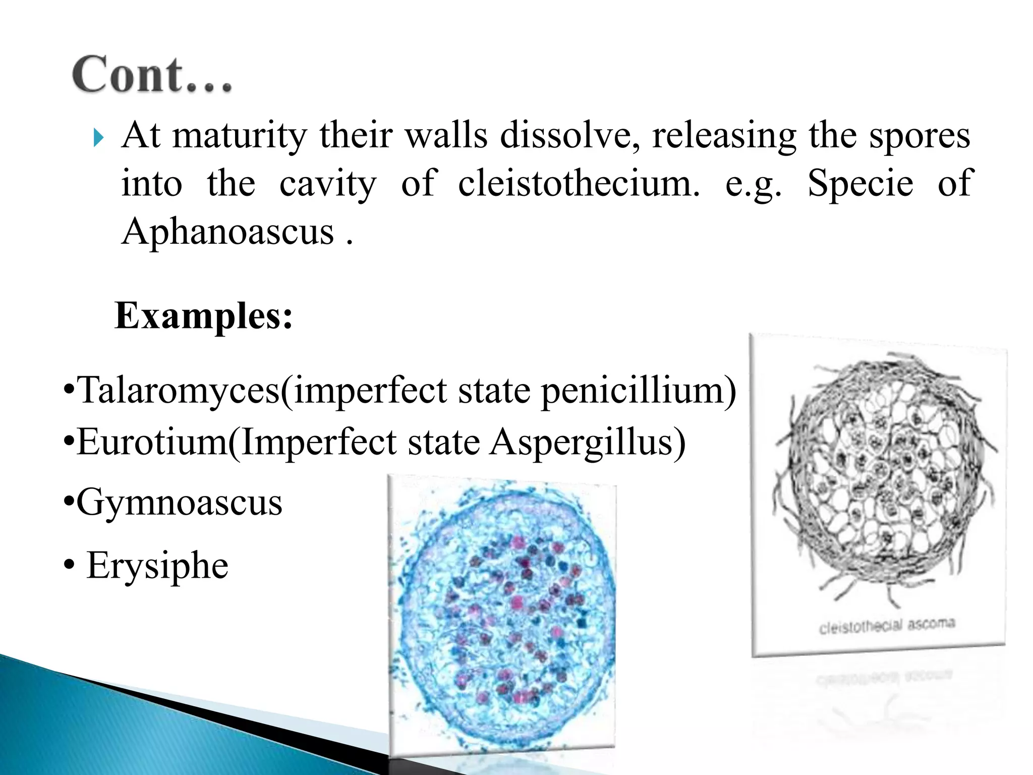 Fruiting bodies of Ascomycota | PPTX