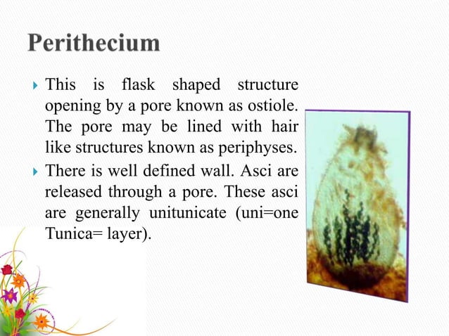 Fruiting bodies of Ascomycota | PPTX | Gardening | Home & Garden