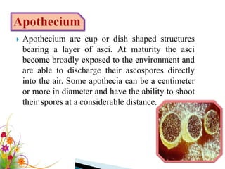Fruiting bodies of Ascomycota | PPTX